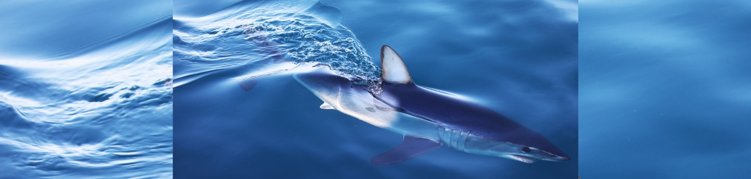 Evolution on fast forward: Grace Gu engineers AI-optimized, bioinspired ...